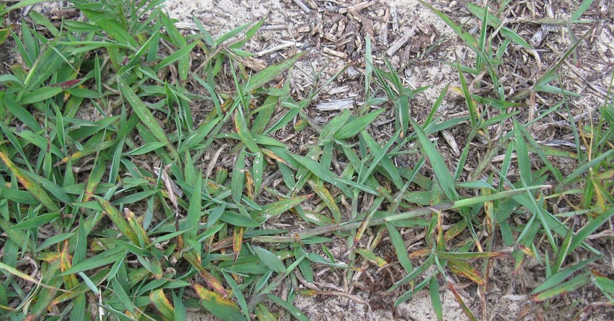 Digitaria sanguinalis: la sanguinella infesta il prato - come dire ...
