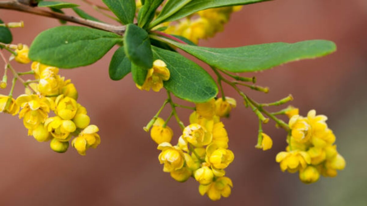 Iperico: usi e proprietà di questa pianta da fiore