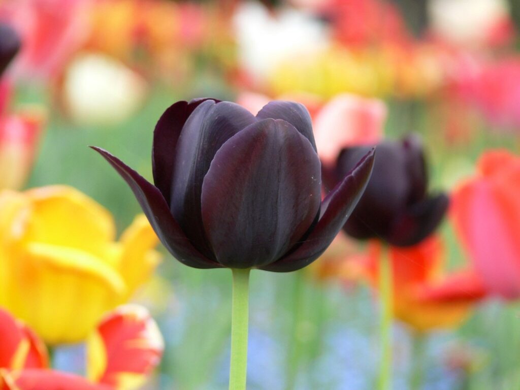 Tulipano nero: tutto quello che serve sapere per farlo crescere sano e ...