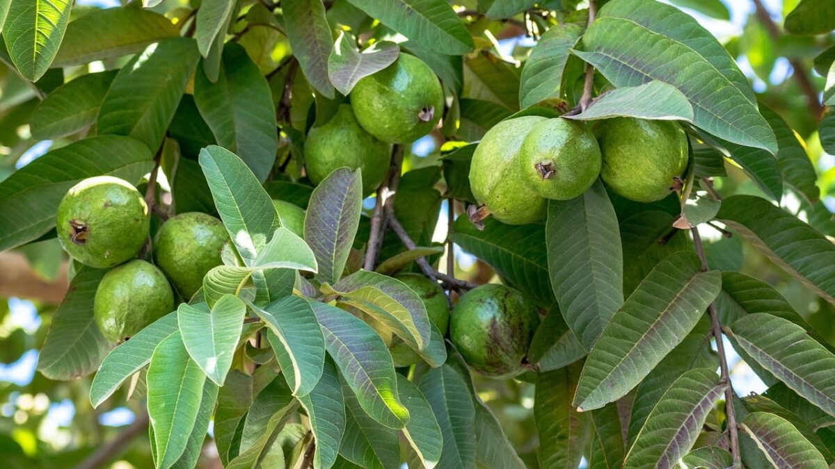 Guava: l’albero perfetto che ogni giardino dovrebbe avere