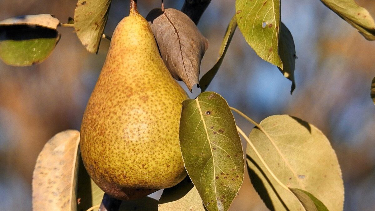 Pera coscia: tutto ciò che c'è da sapere su questa varietà