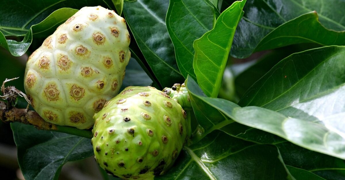 Il noni: il frutto dal forte odore che tiene lontani i topi