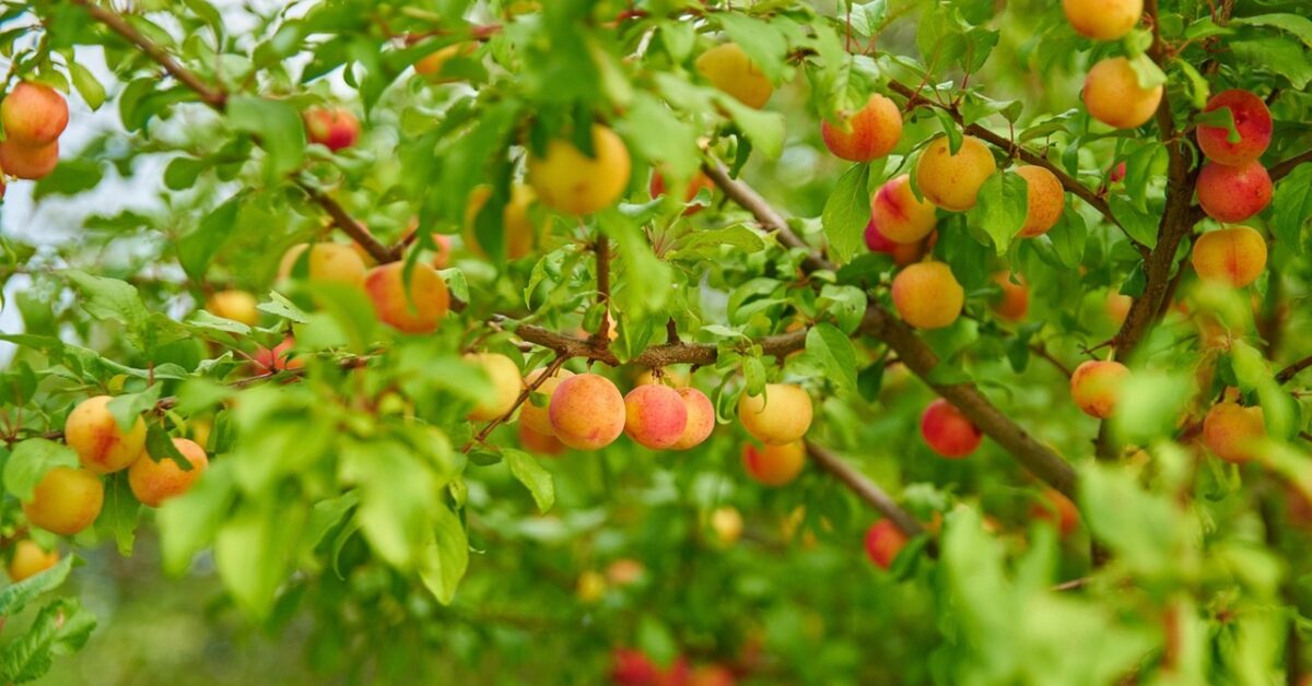 Come piantare e far crescere velocemente un albero da frutto: la mini guida