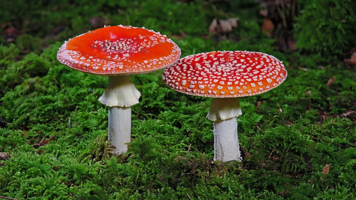 I colori delle orchidee: un significato diverso per ogni tonalità