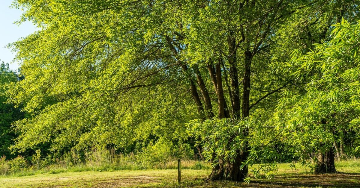 Come e perché lo juglone prodotto dal noce e altri alberi danneggia il ...