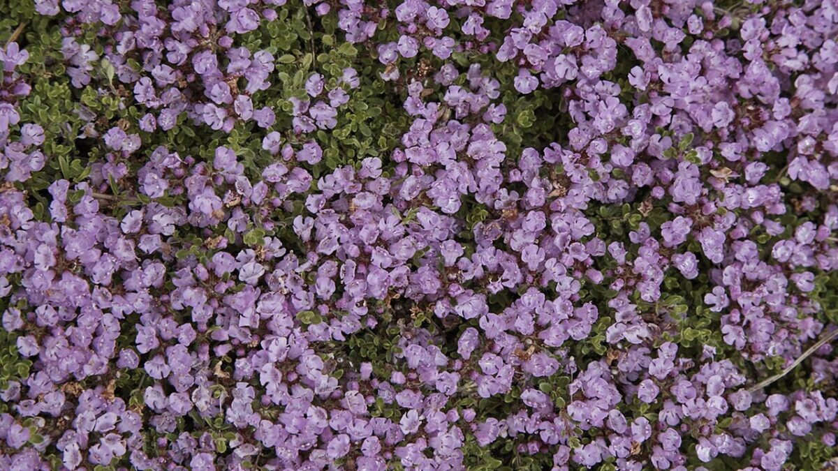 Timo rosso strisciante: il nuovo must per un prato senza erba originale ...