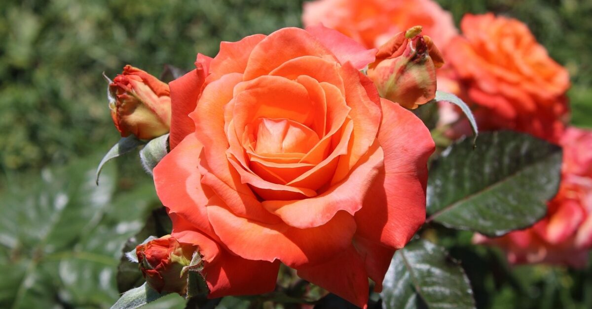 Come salvare le rose dal caldo estivo: consigli pratici per un giardino ...
