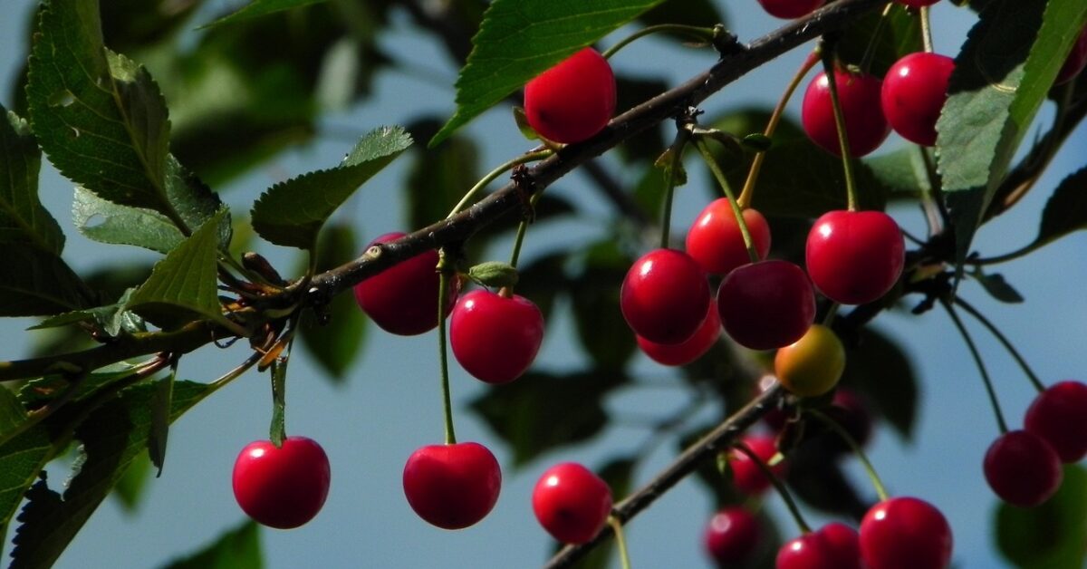 Come coltivare il ciliegio Prunus avium: guida pratica e consigli utili