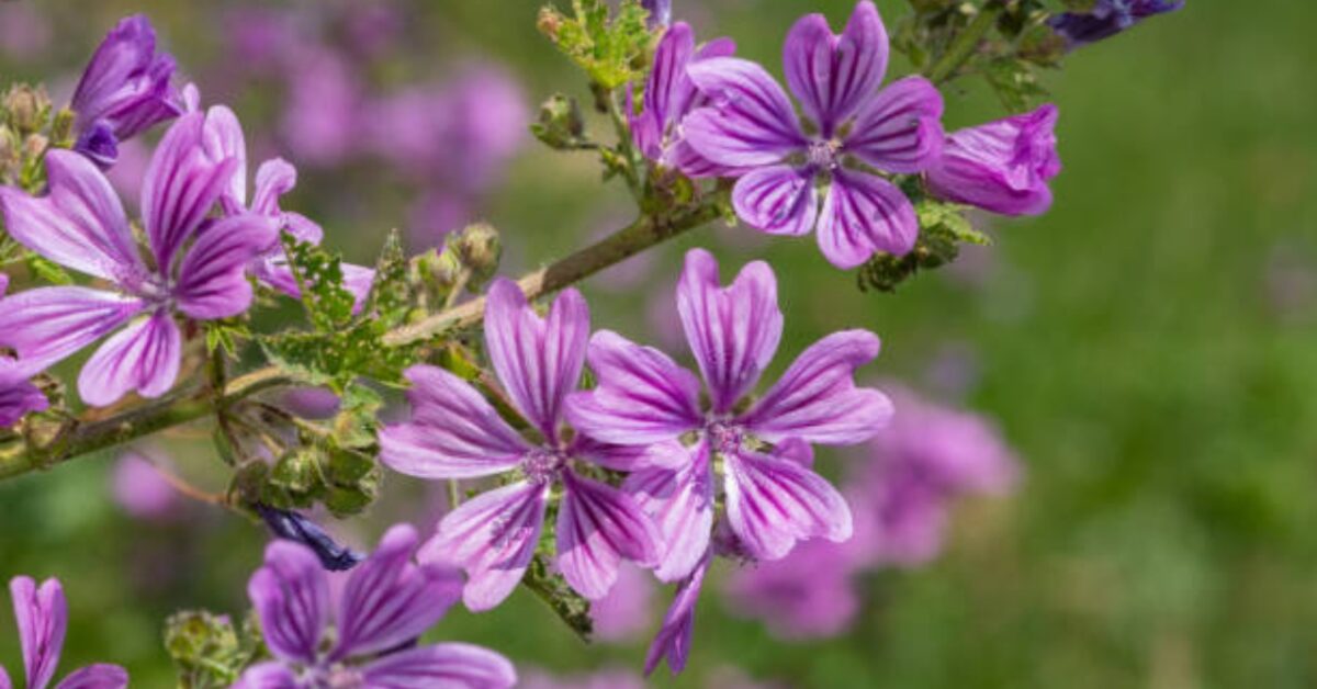 Malva sylvestris: una meraviglia della natura, cosa devi sapere su ...
