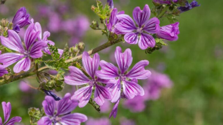 Malva sylvestris: una meraviglia della natura, cosa devi sapere su ...