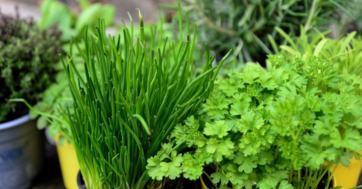 Le erbe aromatiche che non bisogna mai piantare insieme