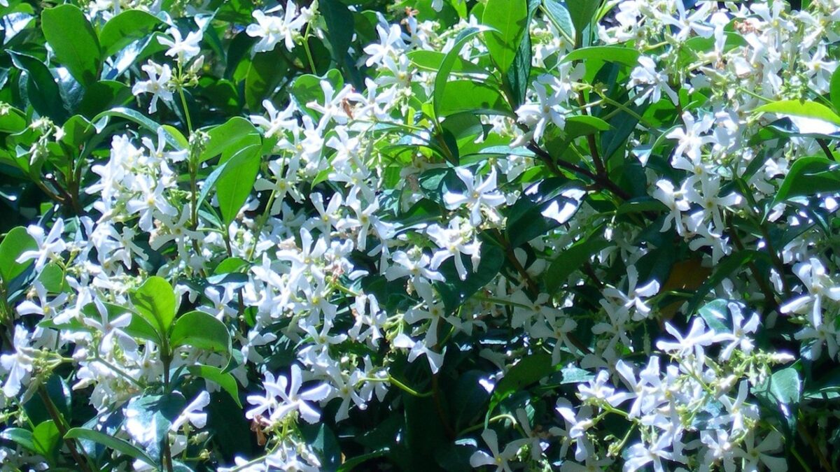 Lantana: tutto ciò che devi sapere su questa pianta