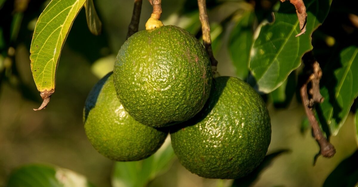 Come coltivare un albero di avocado in casa - i segreti che pochi conoscono