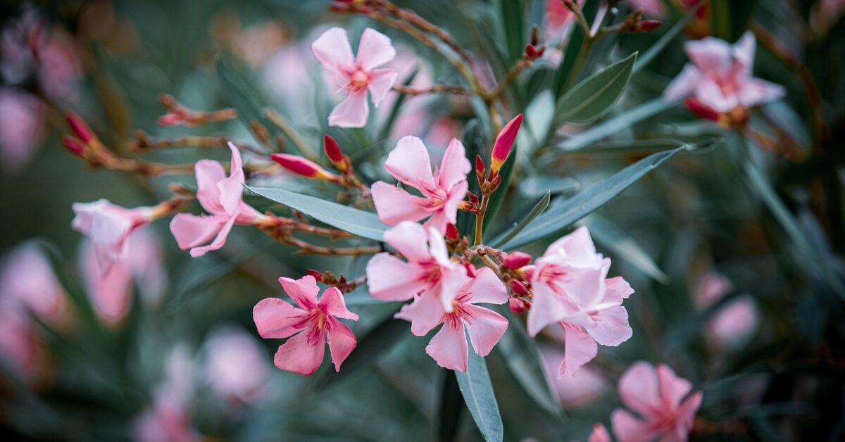 Oleandro: cosa sapere sulla sua tossicità e cura in giardino