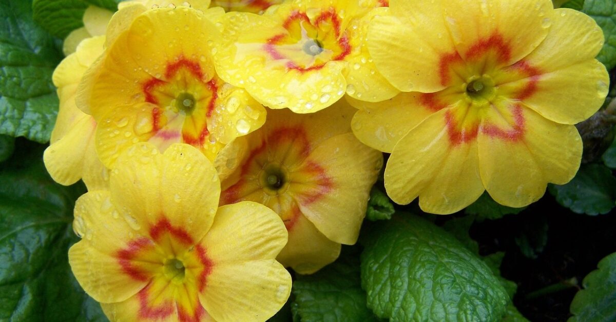 Primula auricula: una pianta decorativa che resiste al freddo