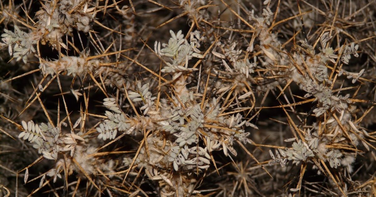 Eliminare i rovi dal giardino: metodi semplici e naturali