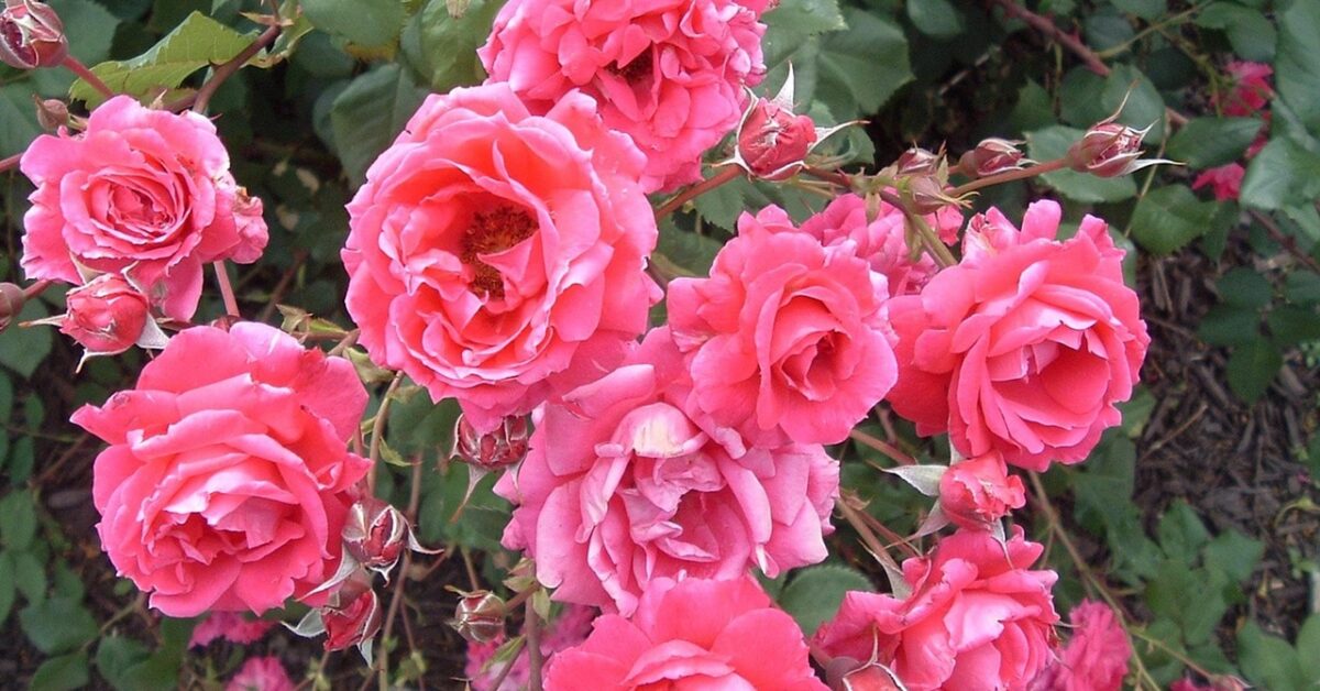 Il cespuglio di rose in giardino sta morendo? Queste potrebbero essere ...