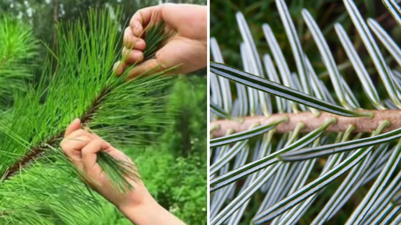 La Ginestra: come coltivarla, utilizzi e caratteristiche