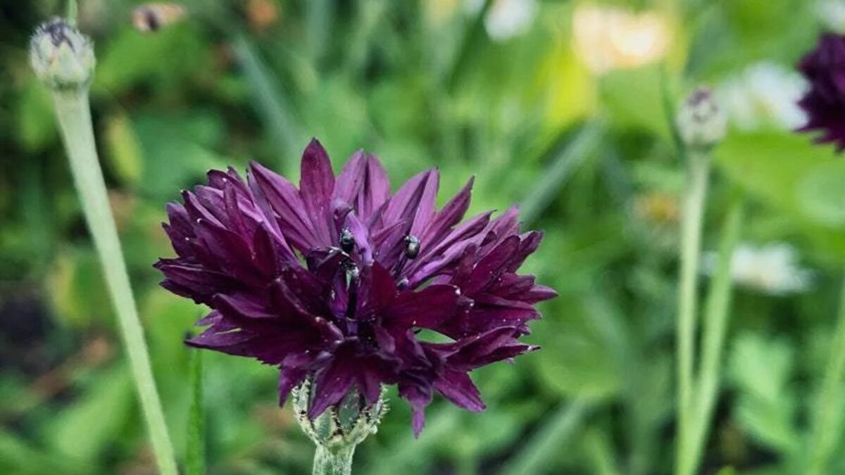 Centaurea cyanus 'Black Magic': come coltivare questa varietà di ...
