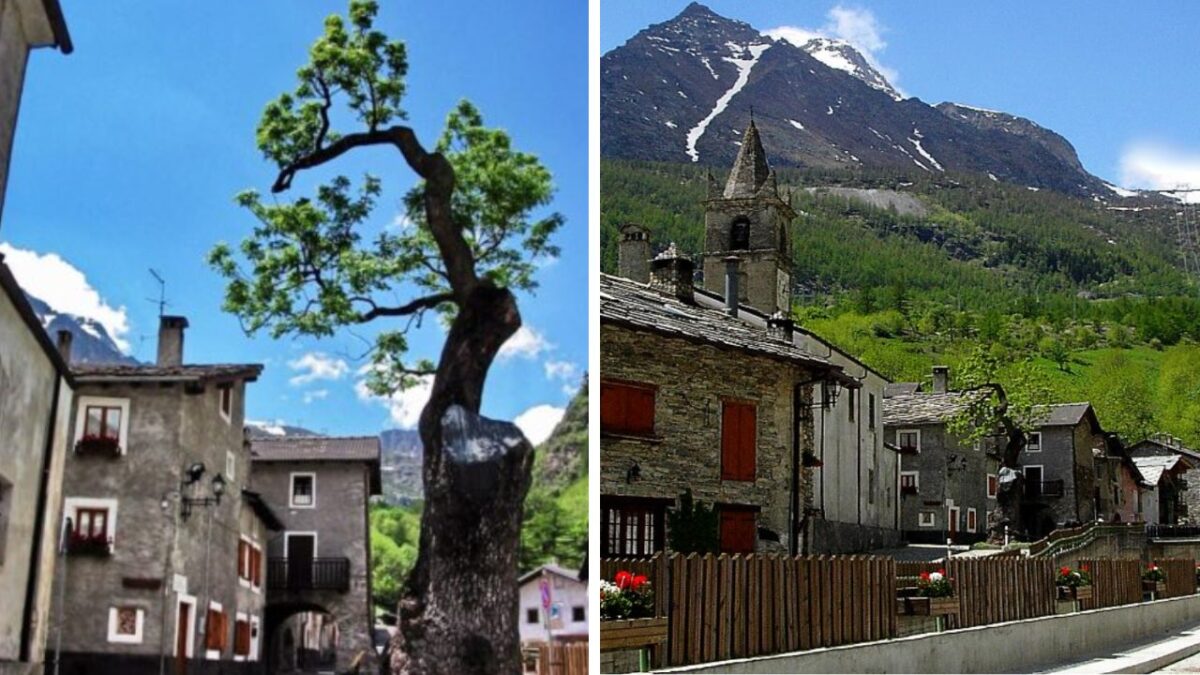 L'albero di balsa: il segreto di un materiale straordinario