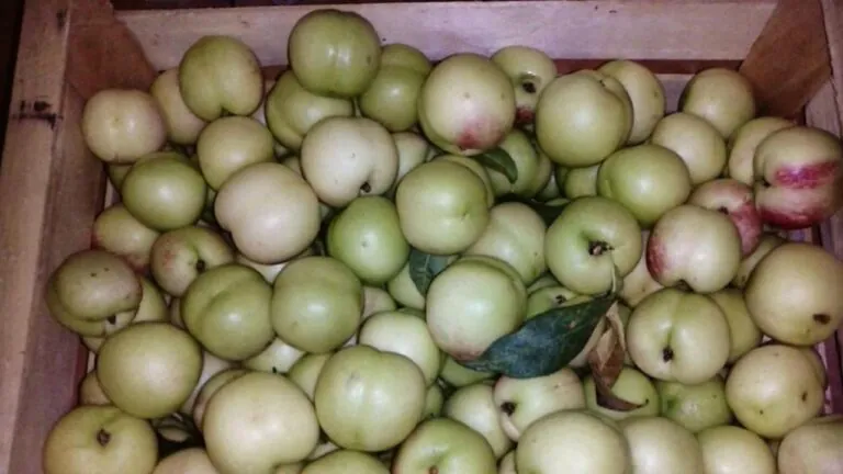 Pera coscia: tutto ciò che c'è da sapere su questa varietà