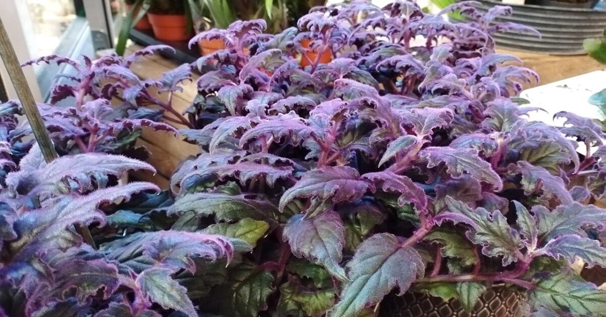Gynura auriantica: come coltivare questa pianta dalle foglie viola