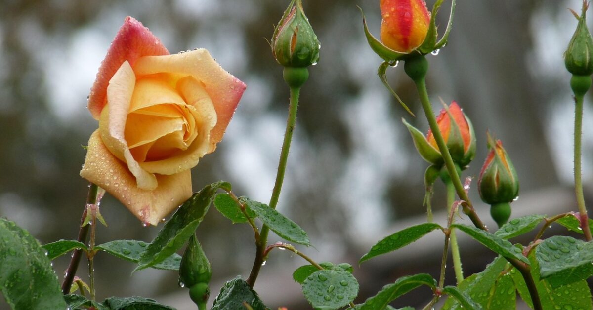 Come proteggere le rose dal loro arci nemico invernale: il vento!
