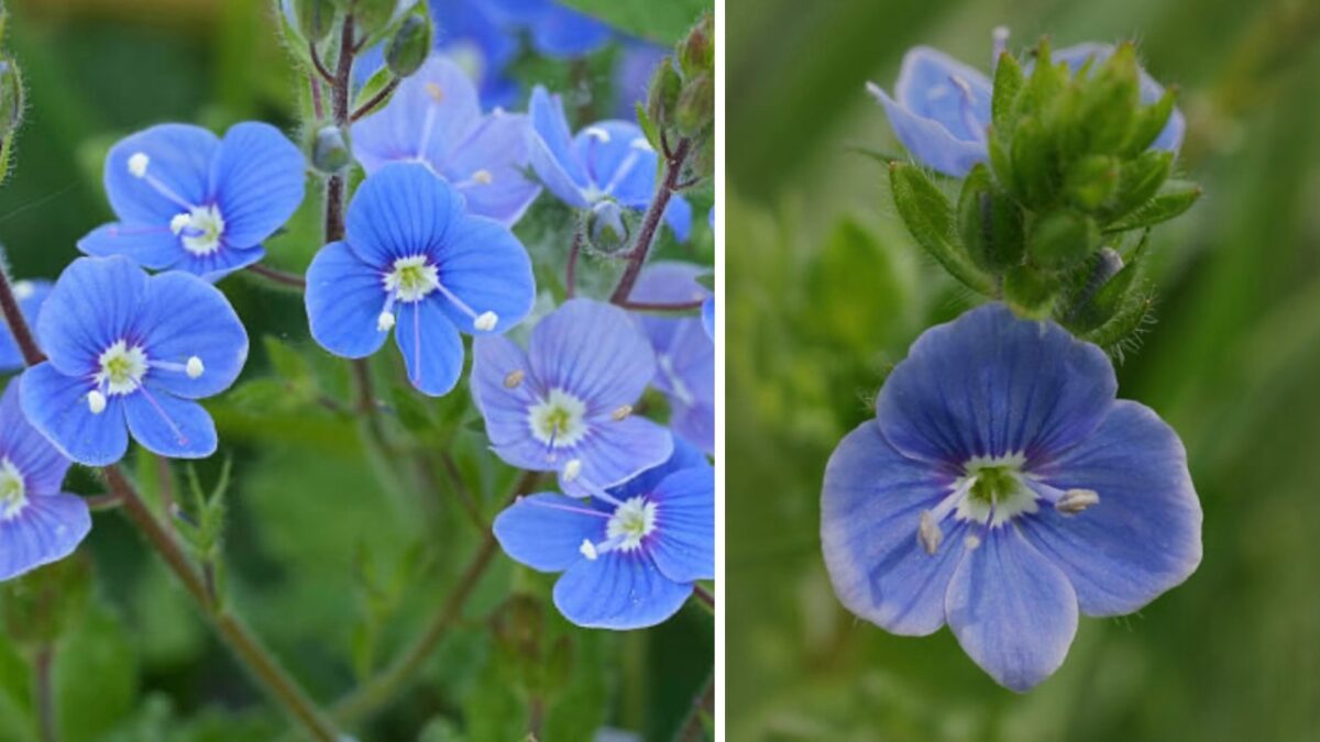 Tra cielo e terra: i segreti della Veronica, il fiore azzurro dei prati