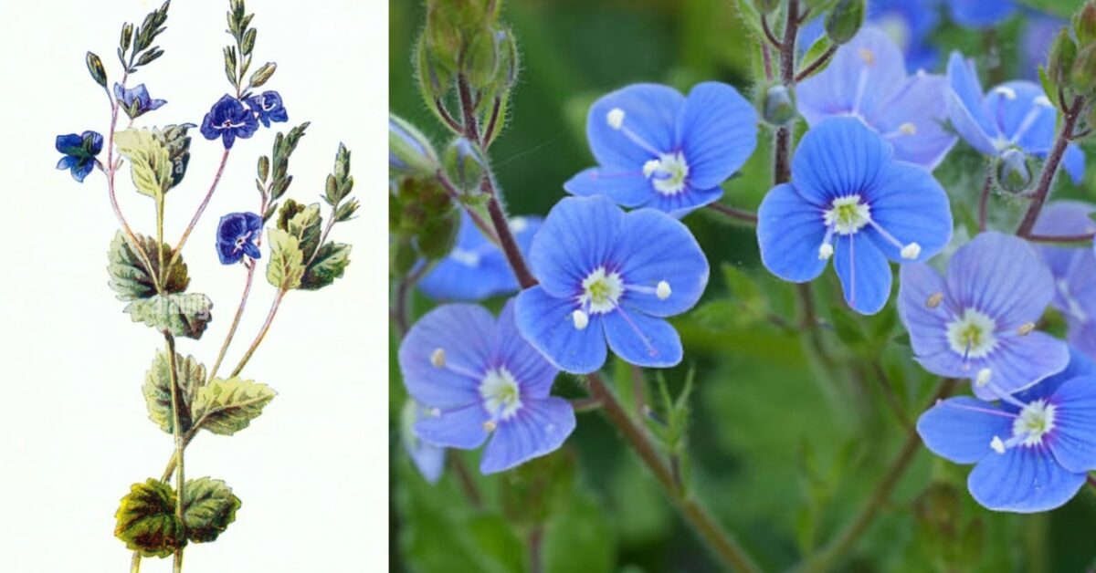 Tra cielo e terra: i segreti della Veronica, il fiore azzurro dei prati