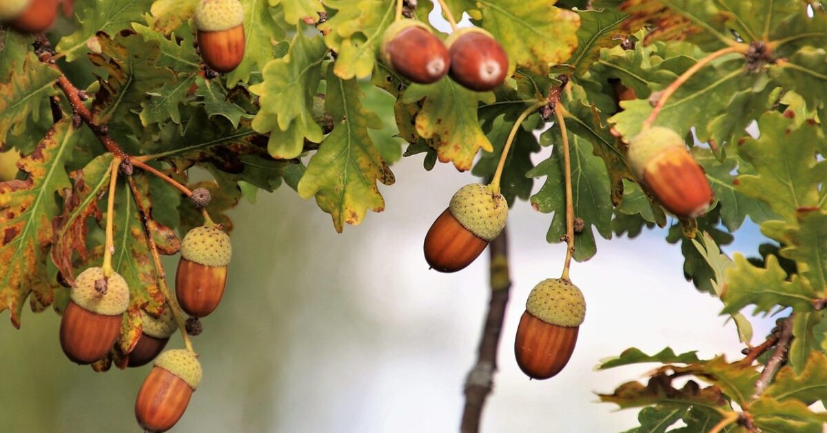 Come far crescere una quercia da una ghianda: non è difficile come sembra!