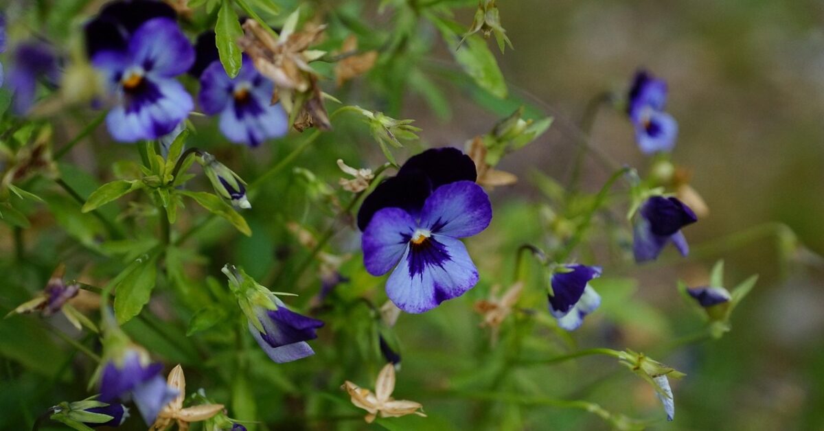 6 curiosità e fatti sorprendenti sulle viole del pensiero