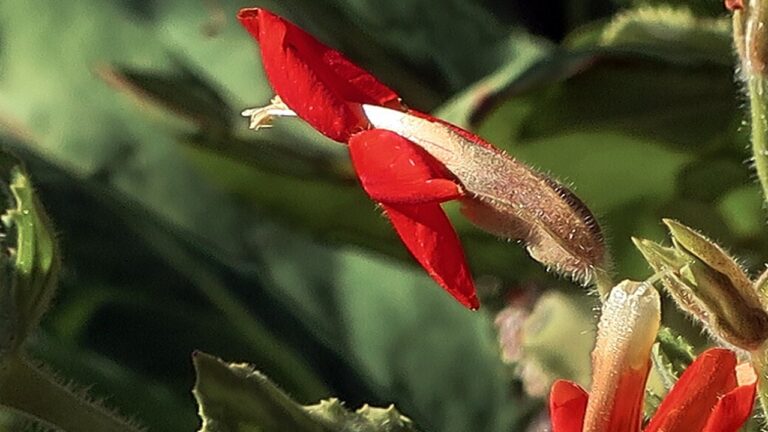 Mimulus cardinalis: trucchi e segreti per coltivare l'appariscente ...
