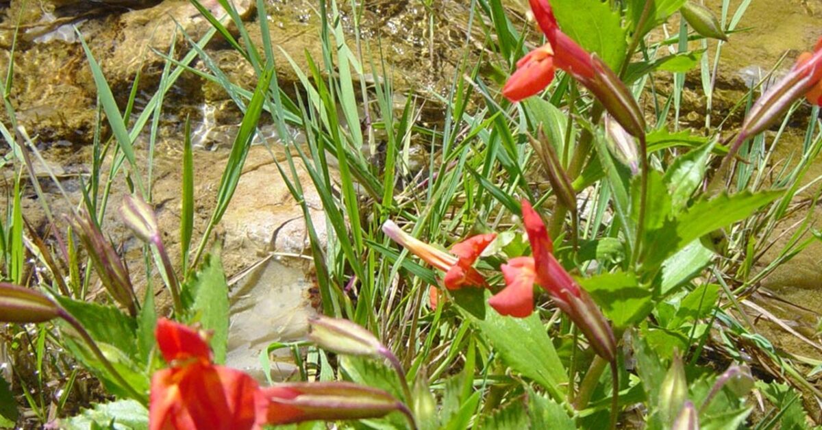 Mimulus cardinalis: trucchi e segreti per coltivare l'appariscente ...