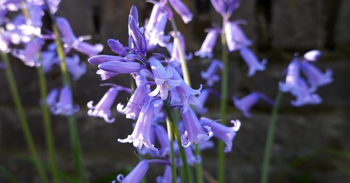 7 fiori selvatici amanti dell'ombra per giardini in stile cottage