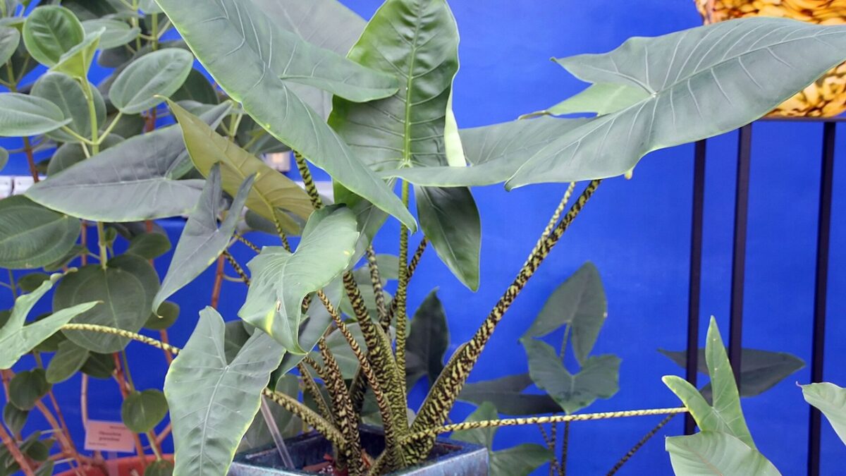 Alocasia zebrina: come prendersi cura di questa pianta con il fusto a ...